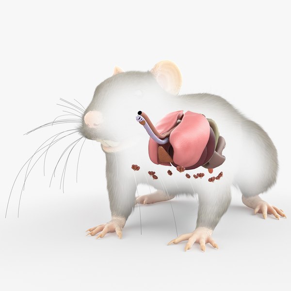 modèle 3D de Squelette de corps de rat et organes statiques ...