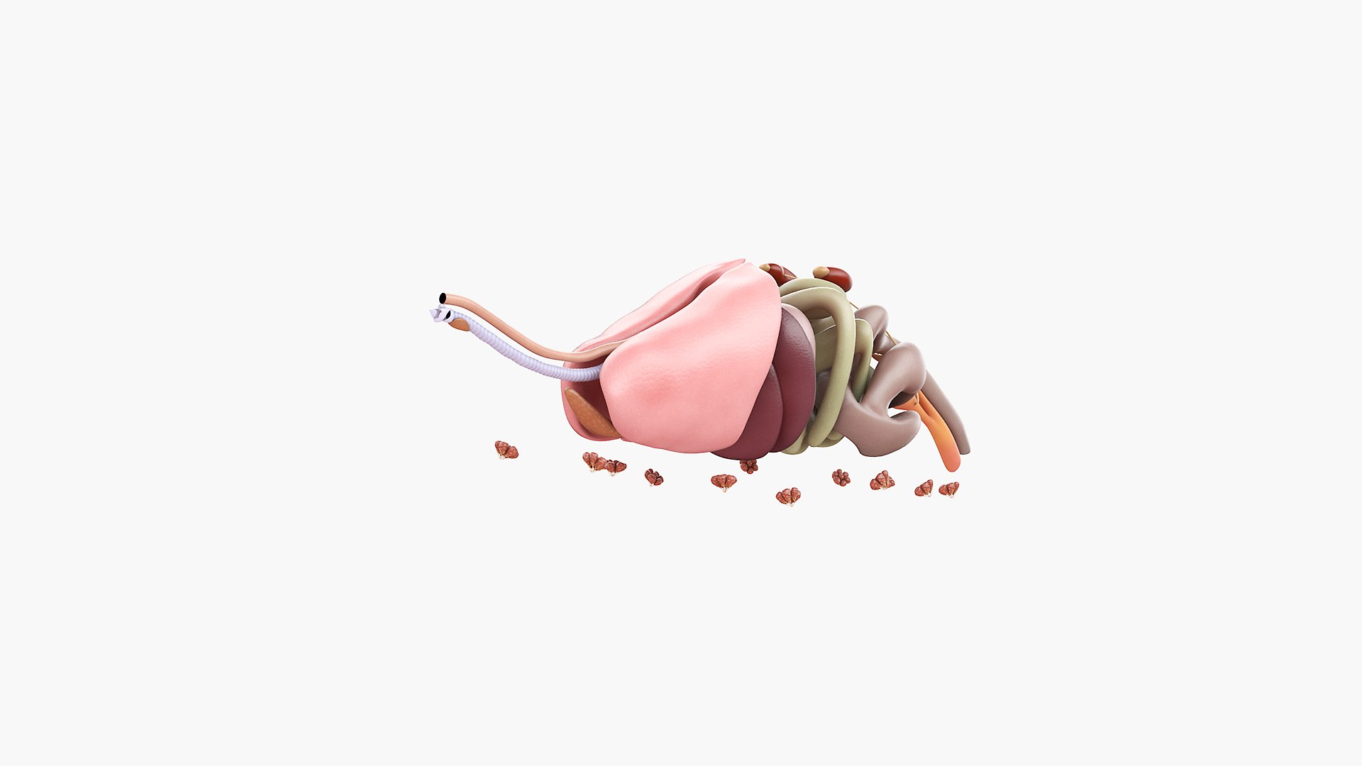 Rat Body Skeleton and Organs Static 3D model - TurboSquid 1892122