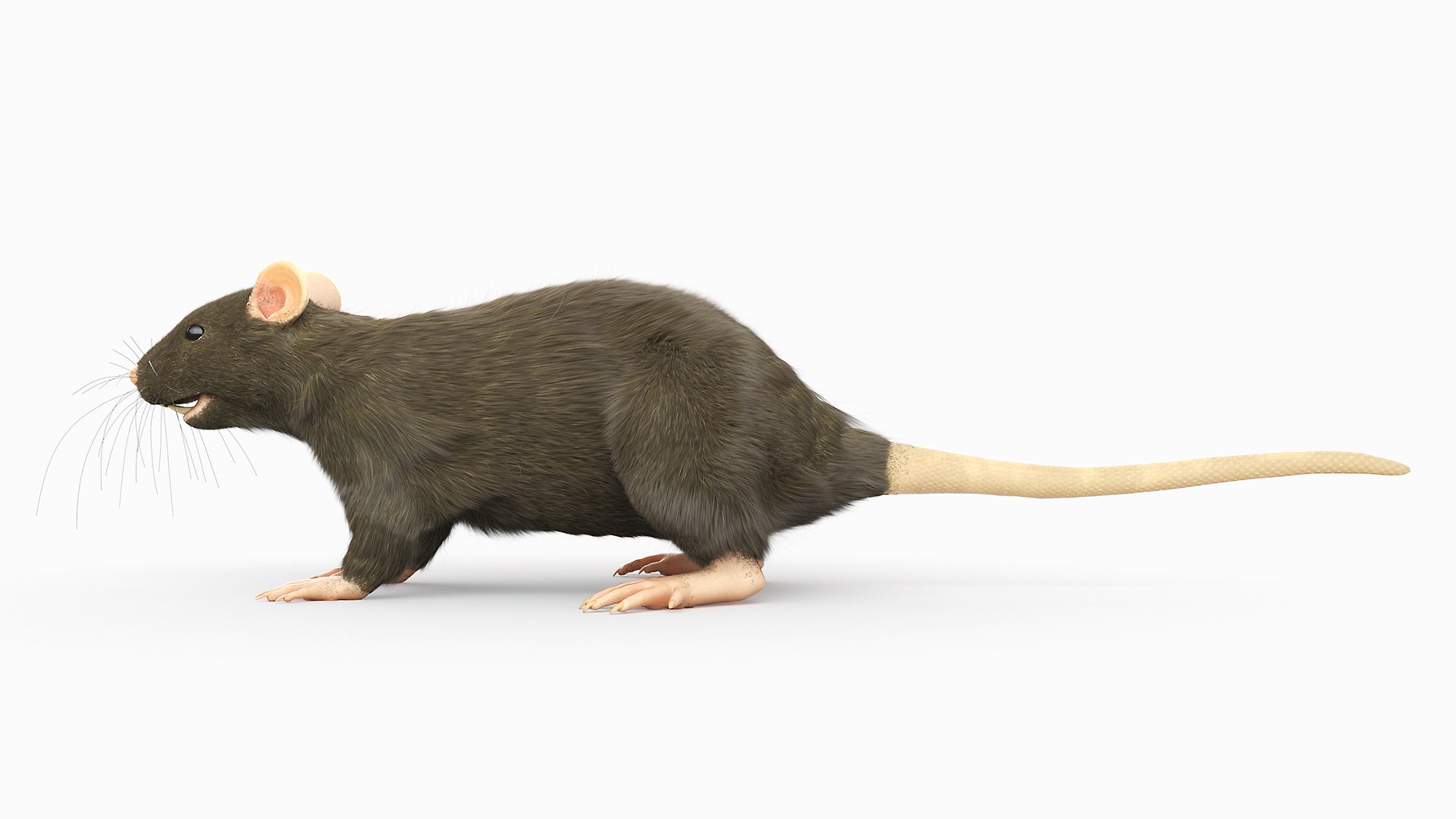 Rat Body Skeleton and Organs Static 3D model - TurboSquid 1892122