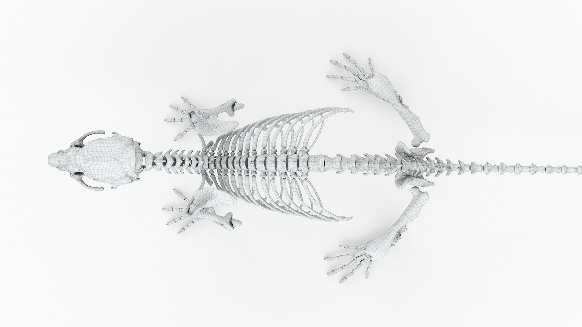 Rat Body Skeleton and Organs Static 3D model - TurboSquid 1892122
