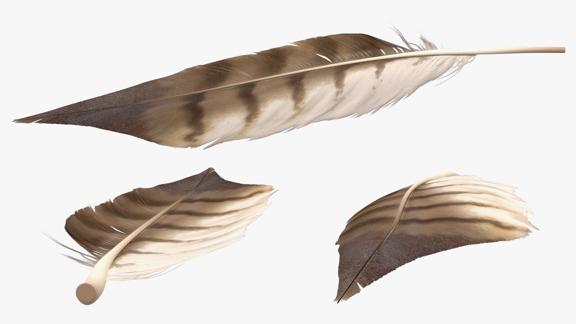 Robin hood cap feather model - TurboSquid 1587306