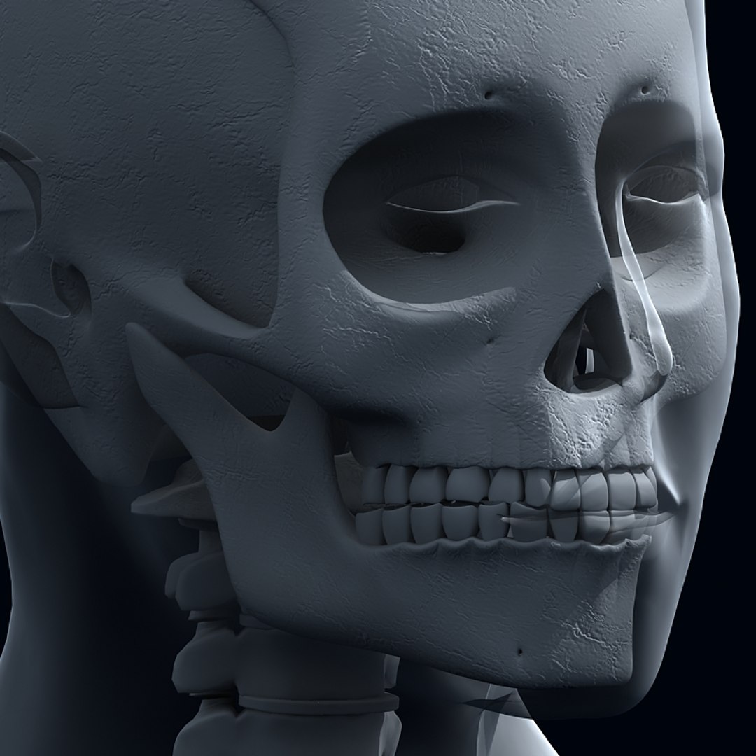 3d Model Skull Head