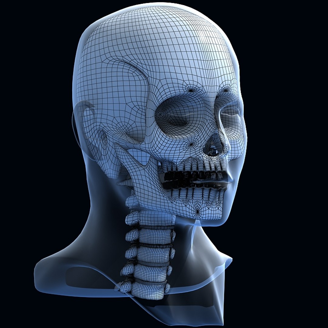 3d Model Skull Head