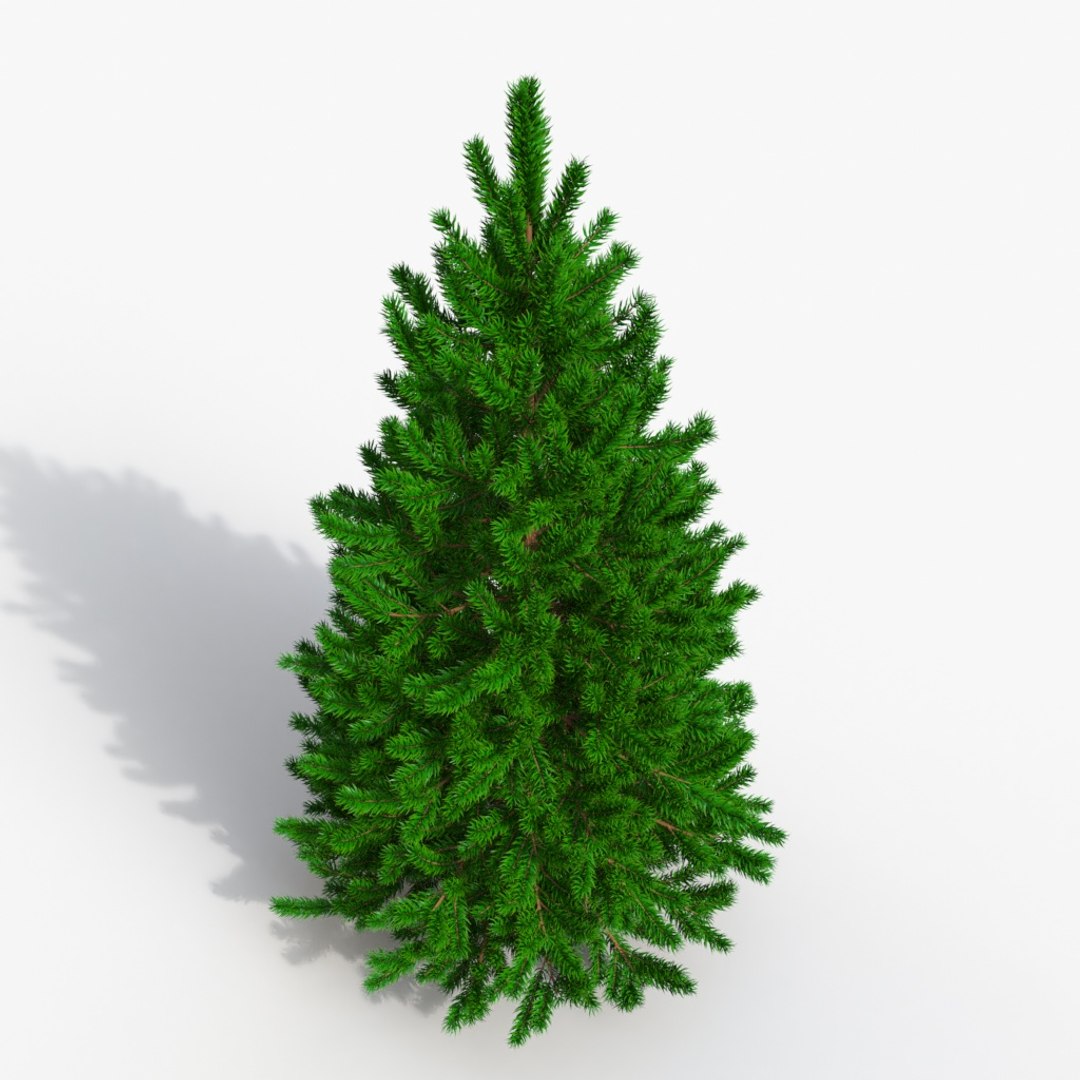 3D Fir Tree - TurboSquid 1212482