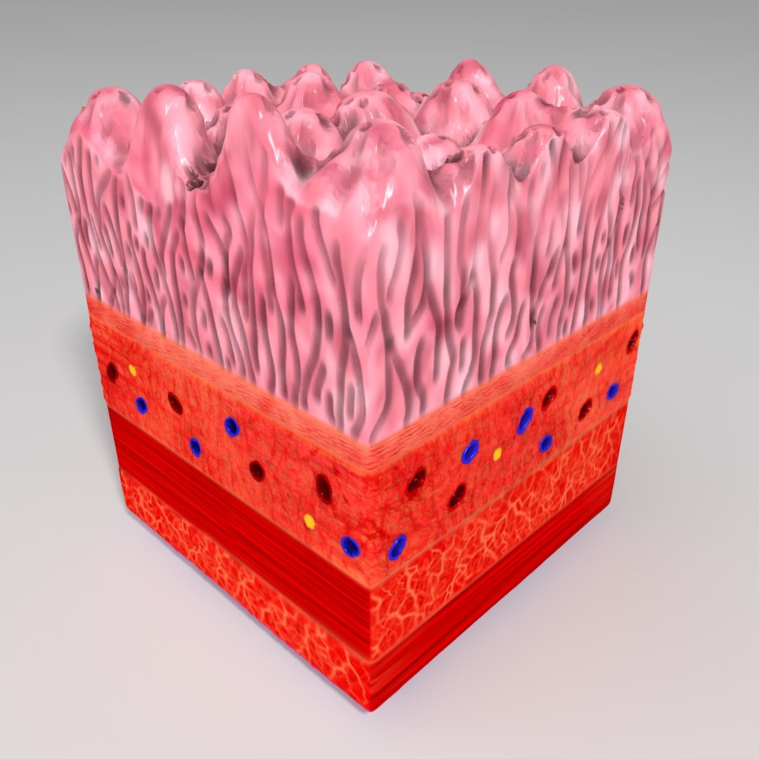C4d Human Gastric Mucosa