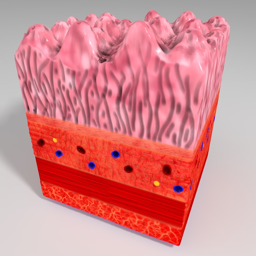 C4d Human Gastric Mucosa