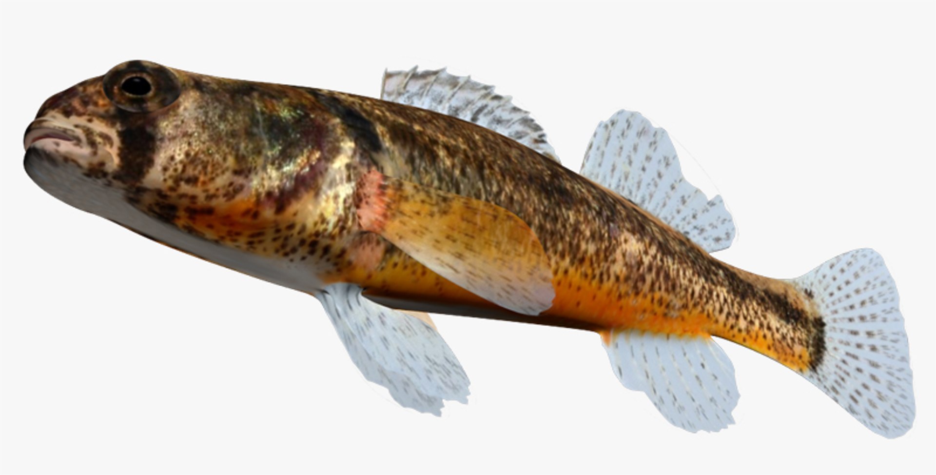 etheostoma cragini arkansas darter 3d model