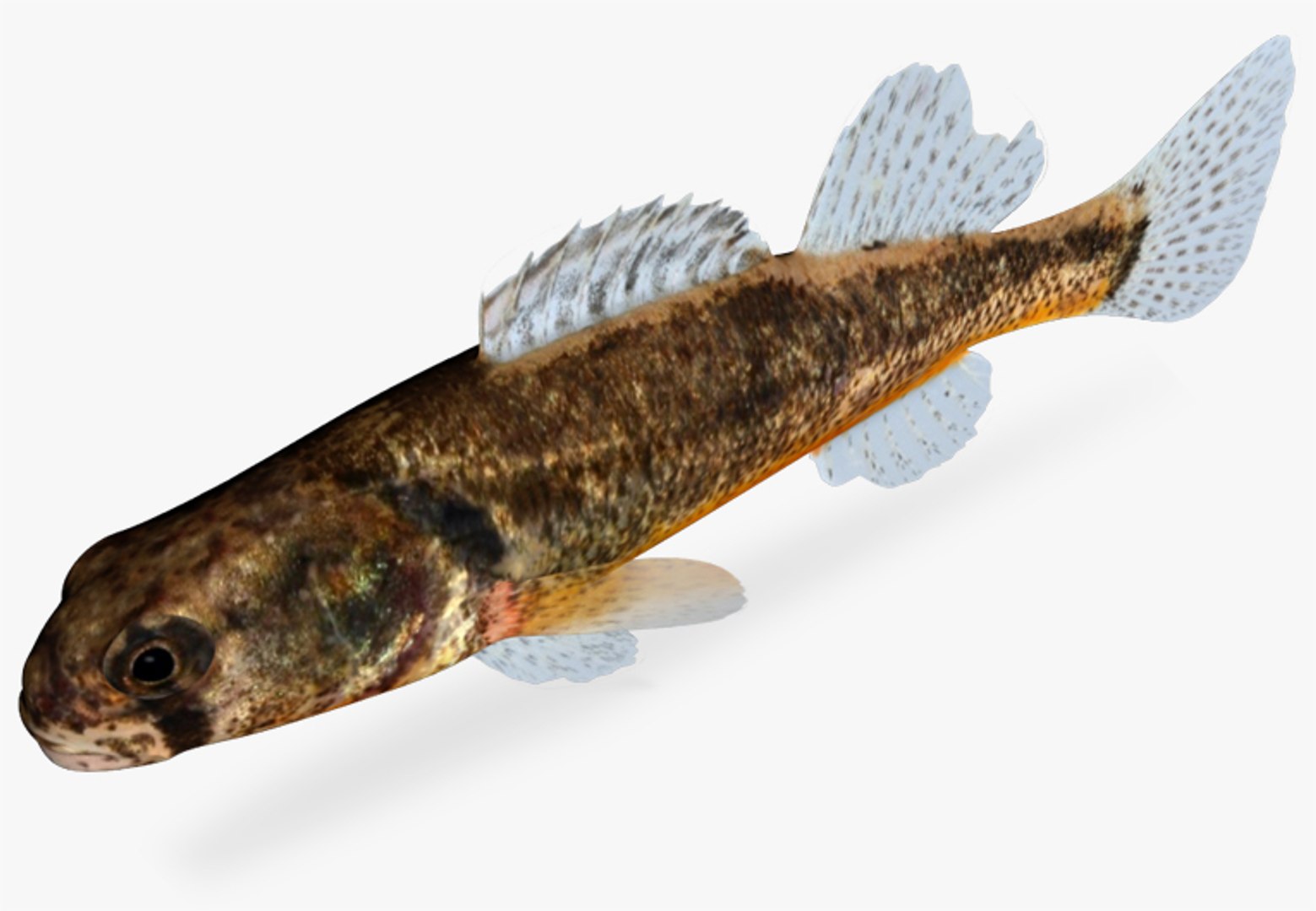 etheostoma cragini arkansas darter 3d model