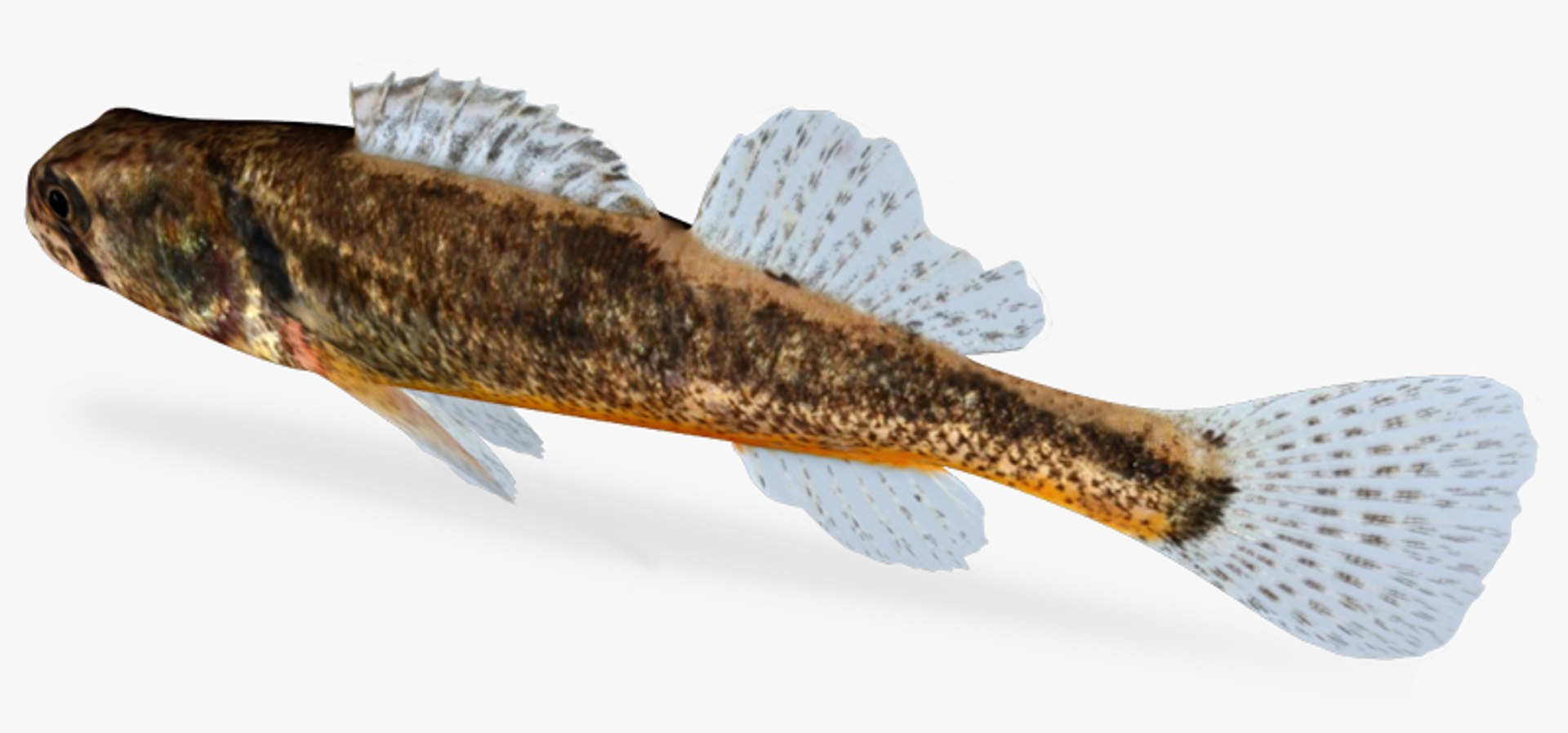 etheostoma cragini arkansas darter 3d model