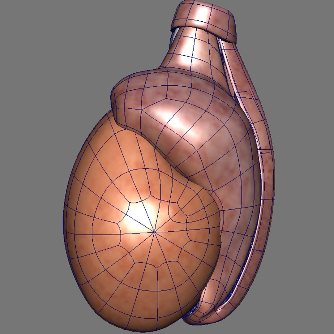 Testis 3d Model