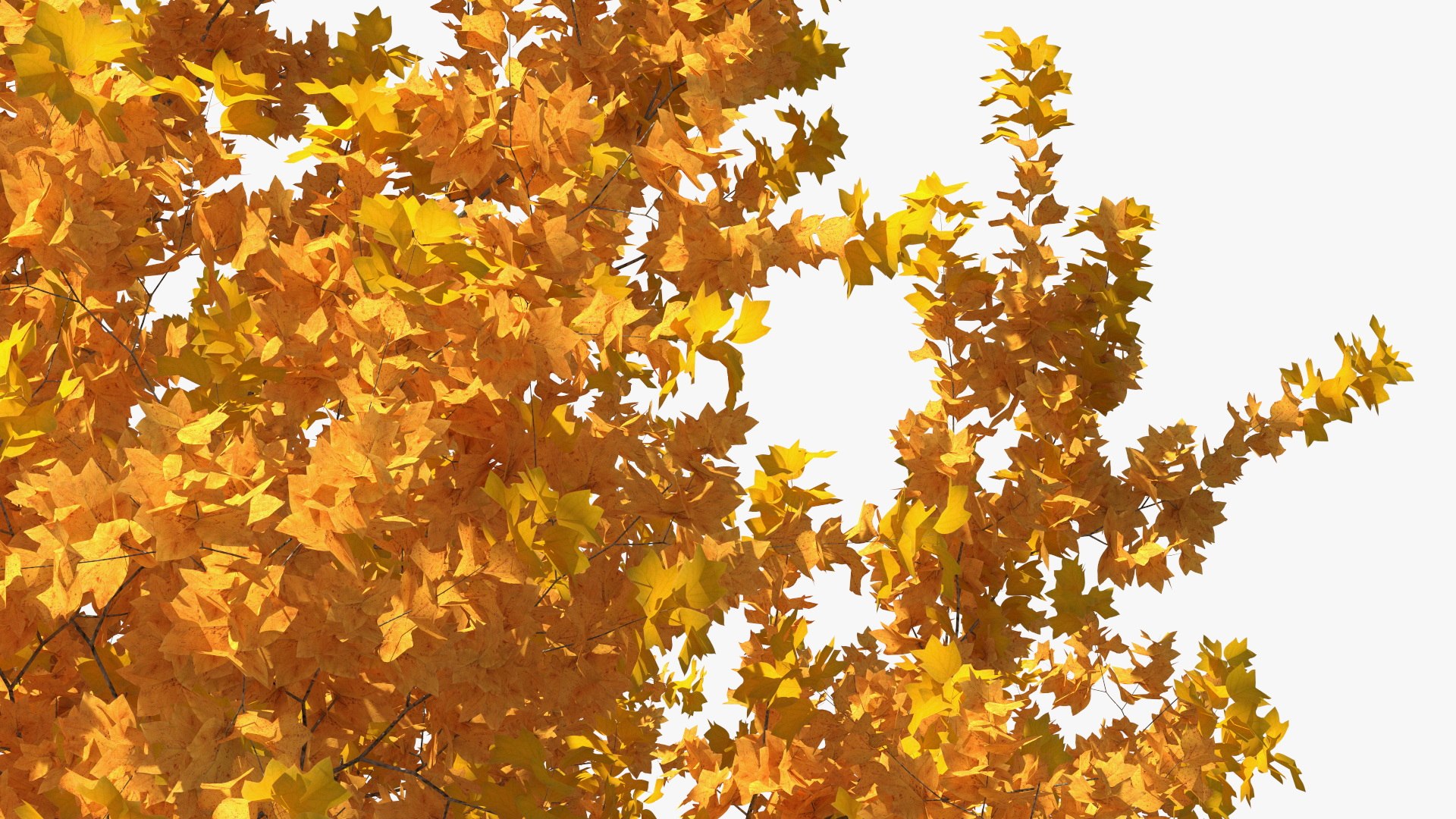Autumn Yellow Poplar Tree Model - TurboSquid 2216613