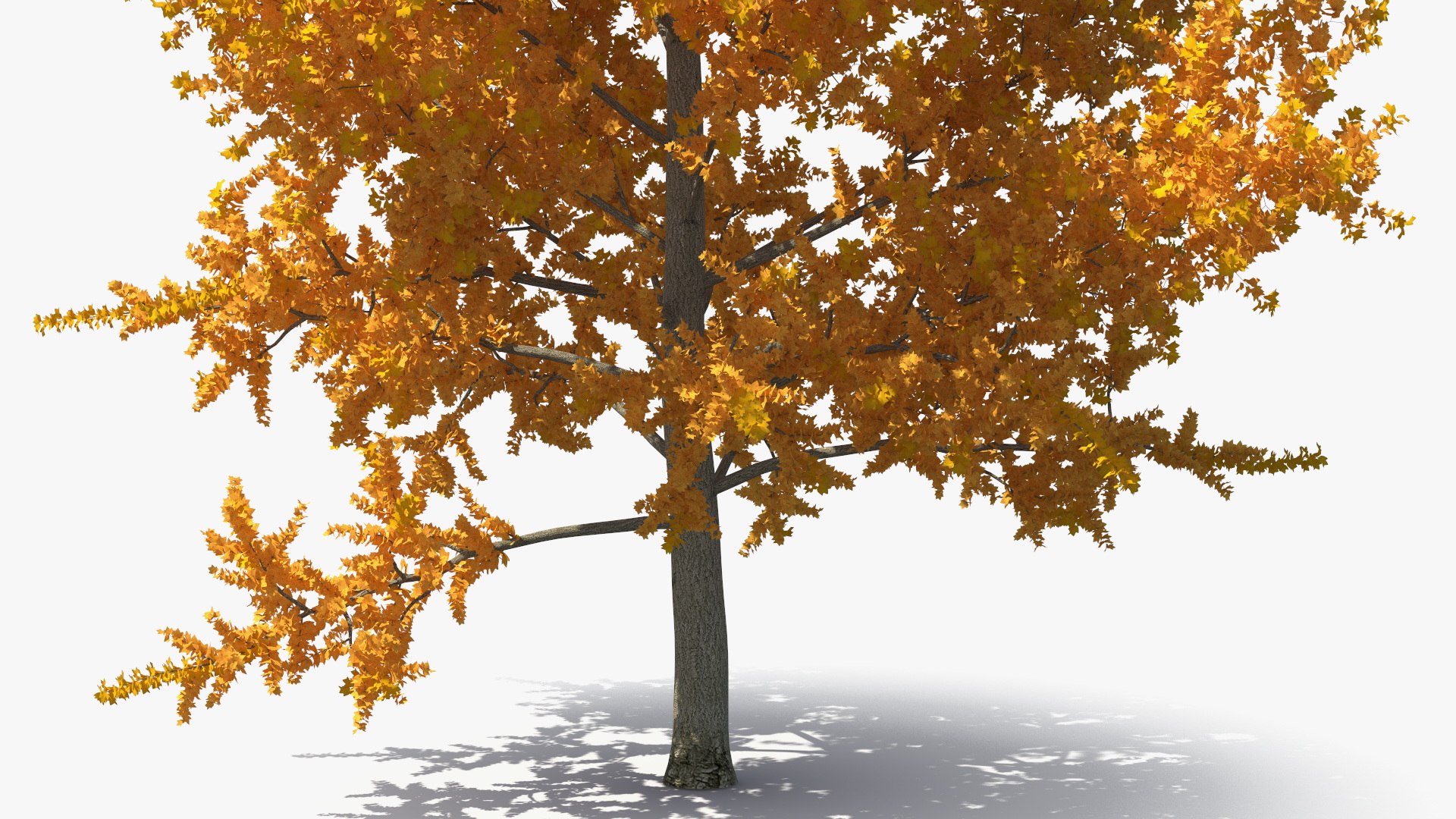 Autumn Yellow Poplar Tree Model - TurboSquid 2216613