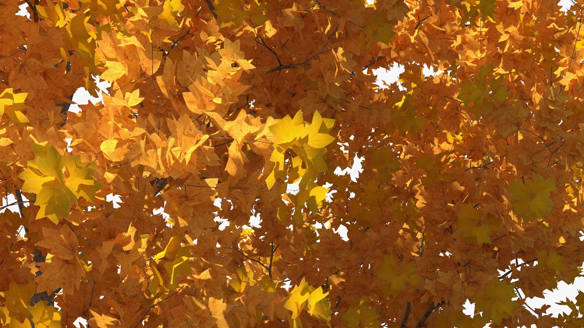 Autumn Yellow Poplar Tree Model - TurboSquid 2216613