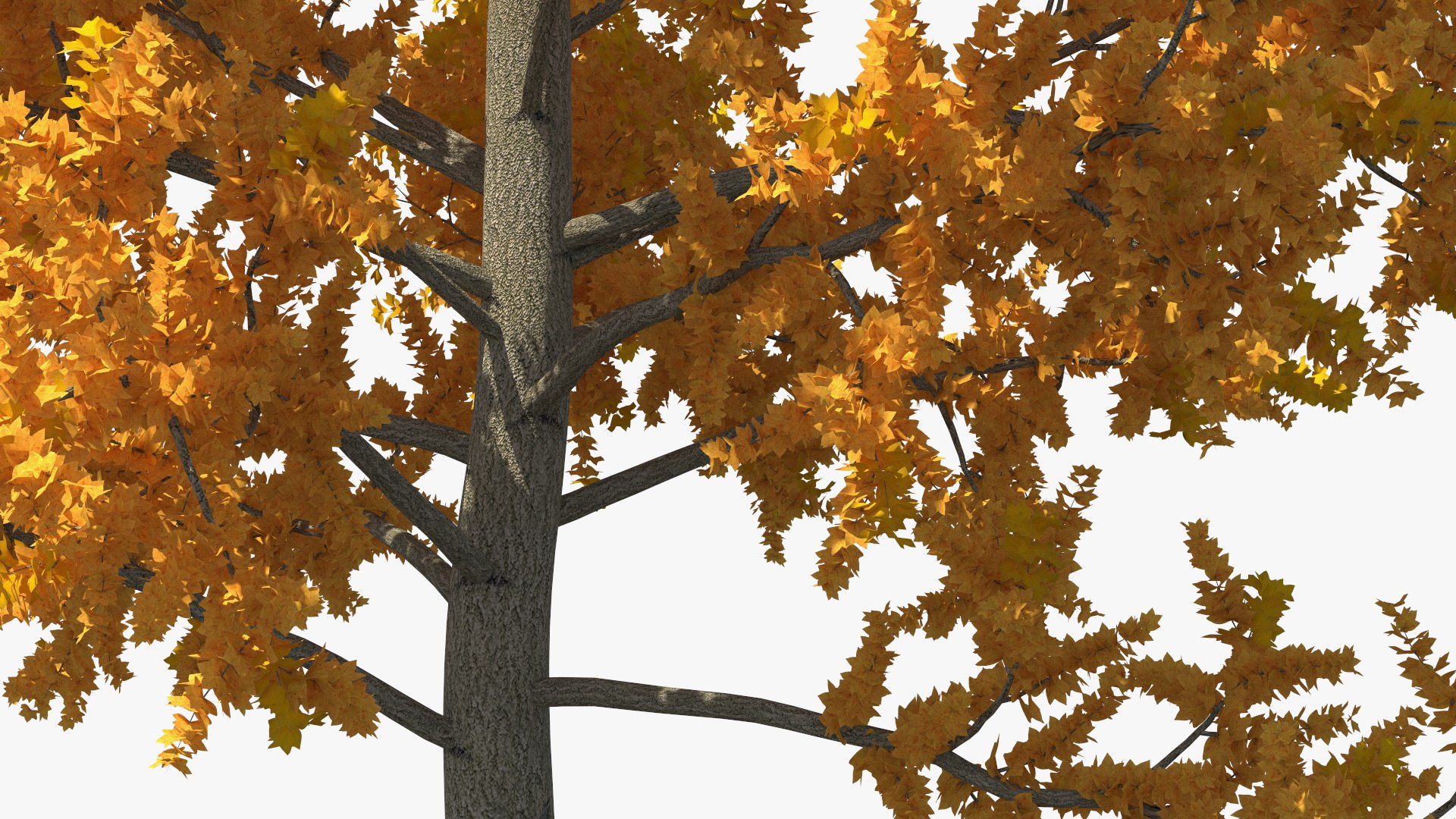 Autumn Yellow Poplar Tree Model - TurboSquid 2216613