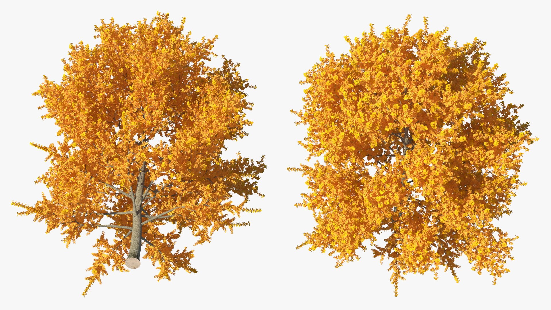 Autumn Yellow Poplar Tree Model - TurboSquid 2216613