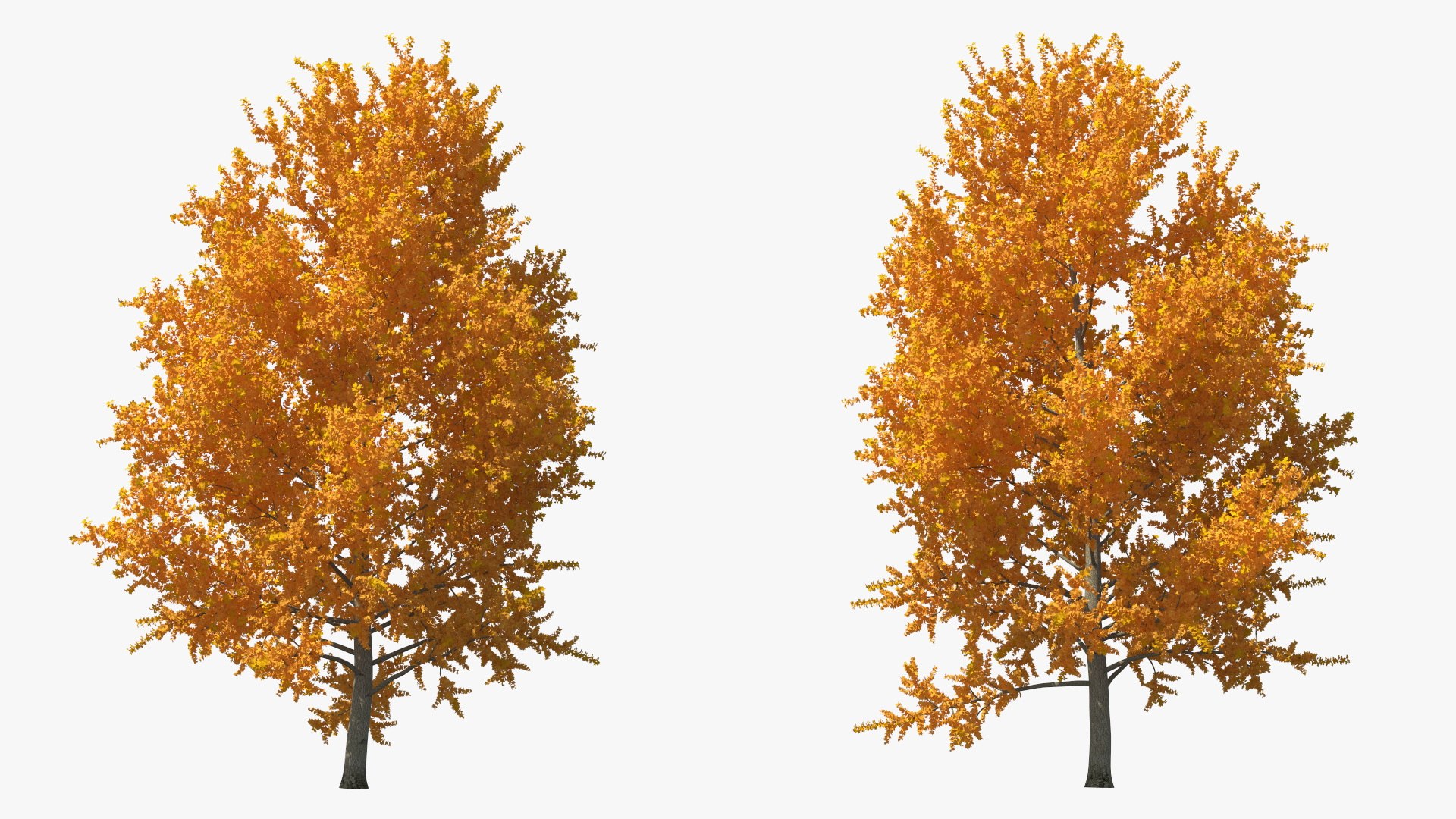 Autumn Yellow Poplar Tree Model - TurboSquid 2216613