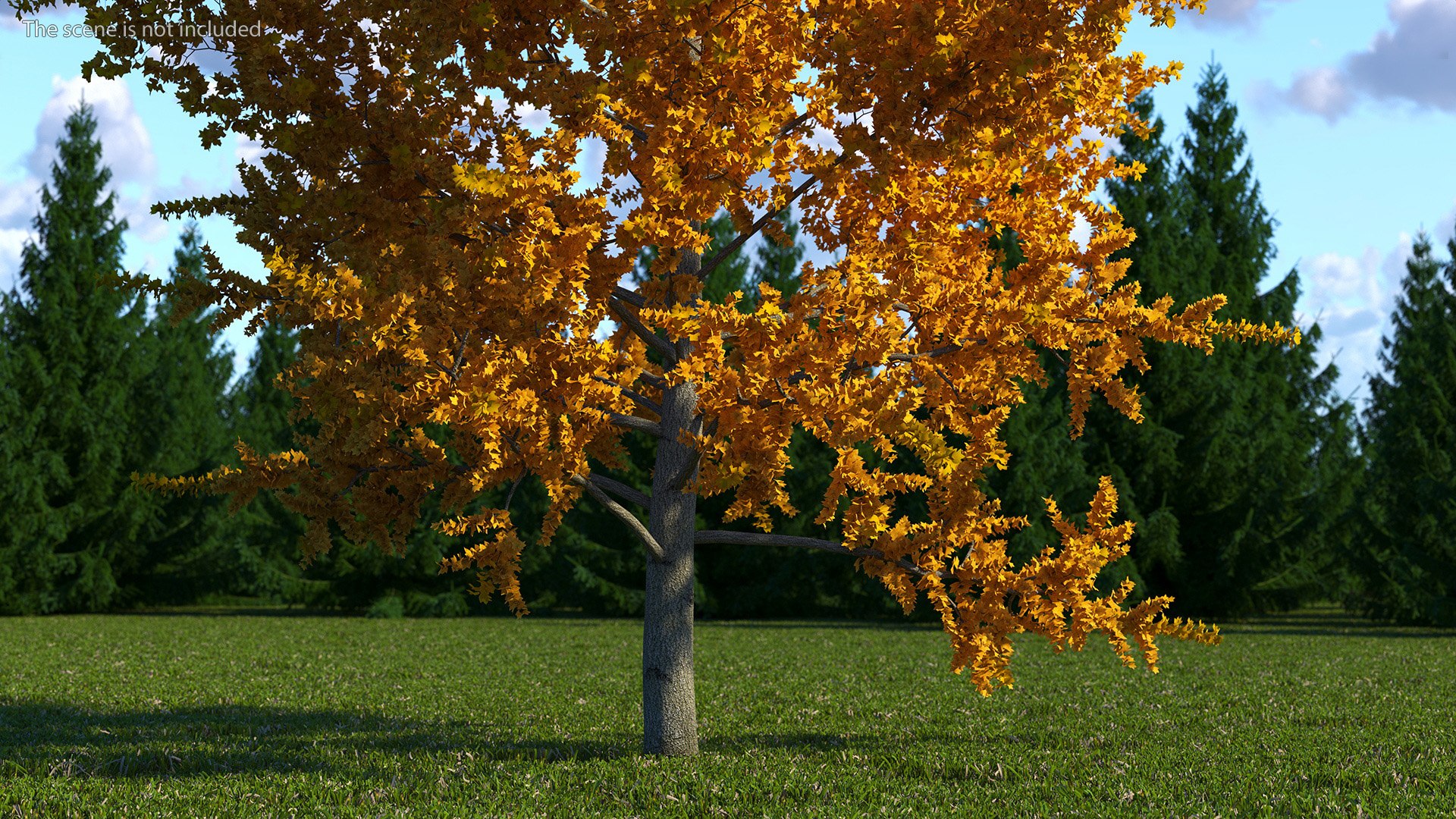 Autumn Yellow Poplar Tree Model - TurboSquid 2216613