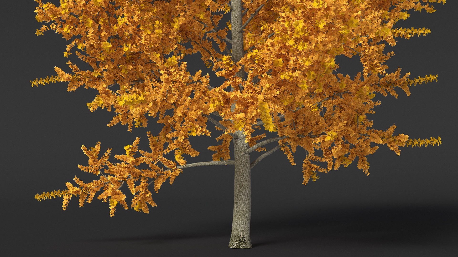 Autumn Yellow Poplar Tree Model - TurboSquid 2216613