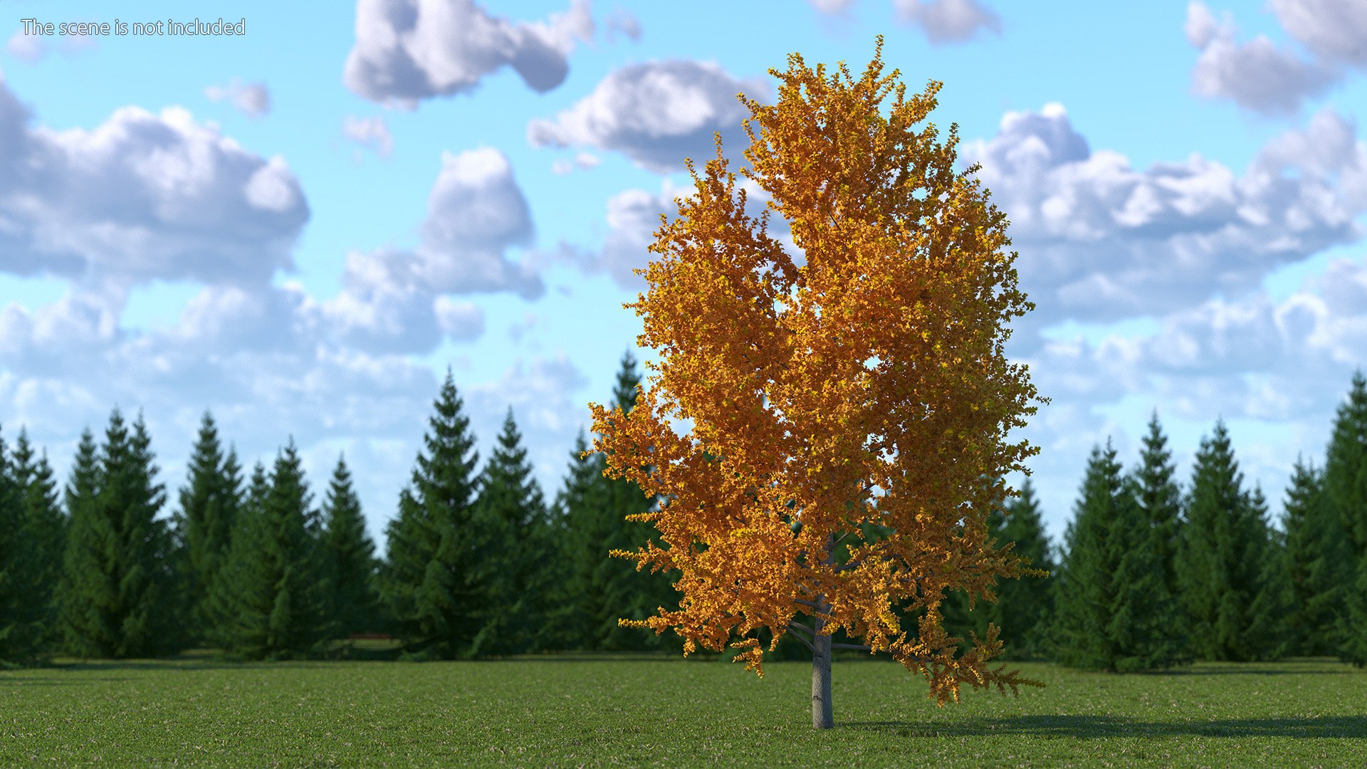 Autumn Yellow Poplar Tree Model - TurboSquid 2216613