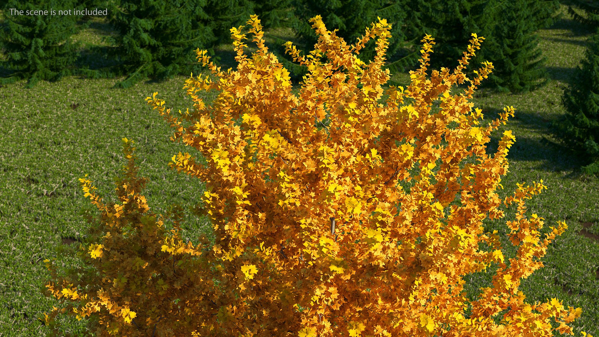 Autumn Yellow Poplar Tree Model - TurboSquid 2216613