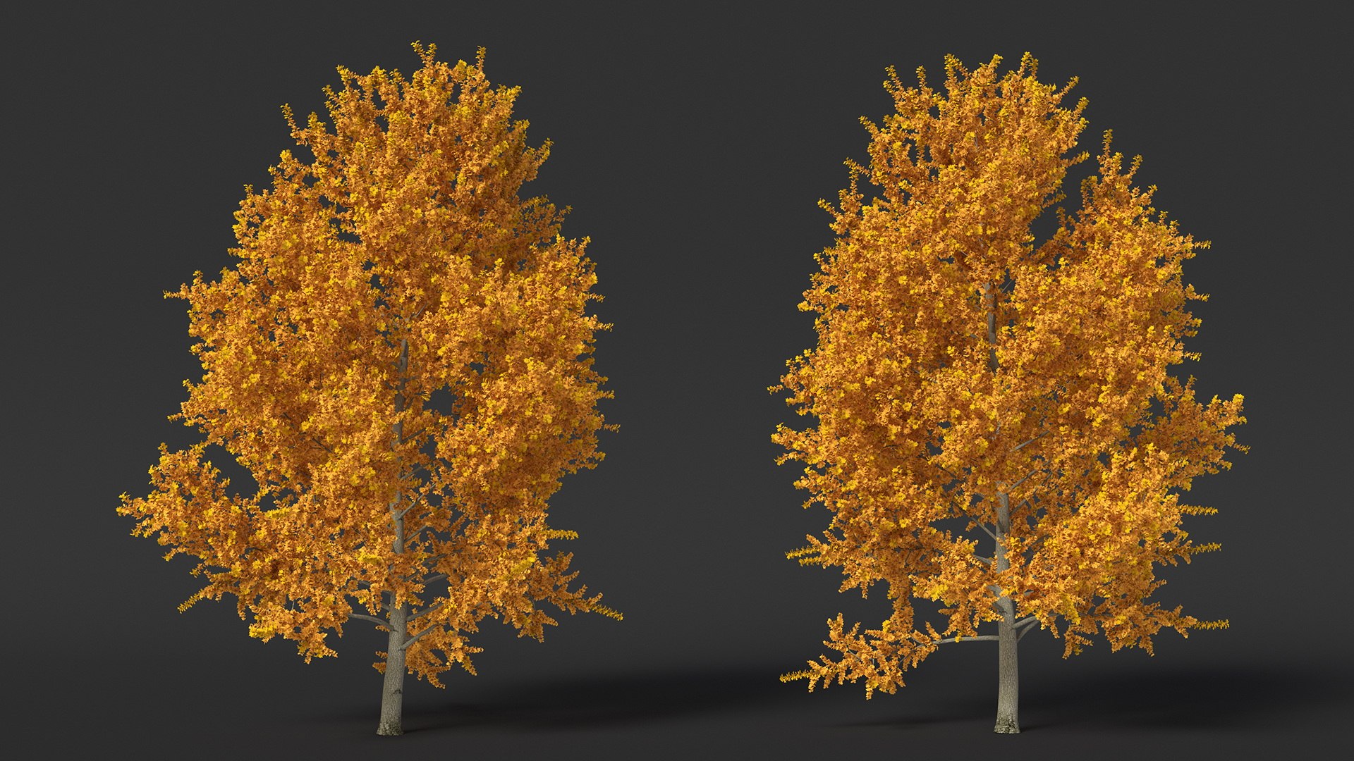 Autumn Yellow Poplar Tree Model - TurboSquid 2216613
