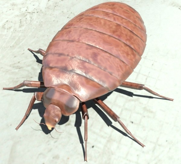 3d model bedbug mentalray