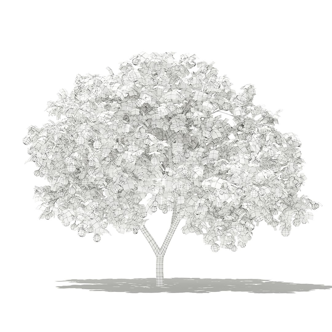 Common Fig Tree Fruits 3D Model - TurboSquid 1305723