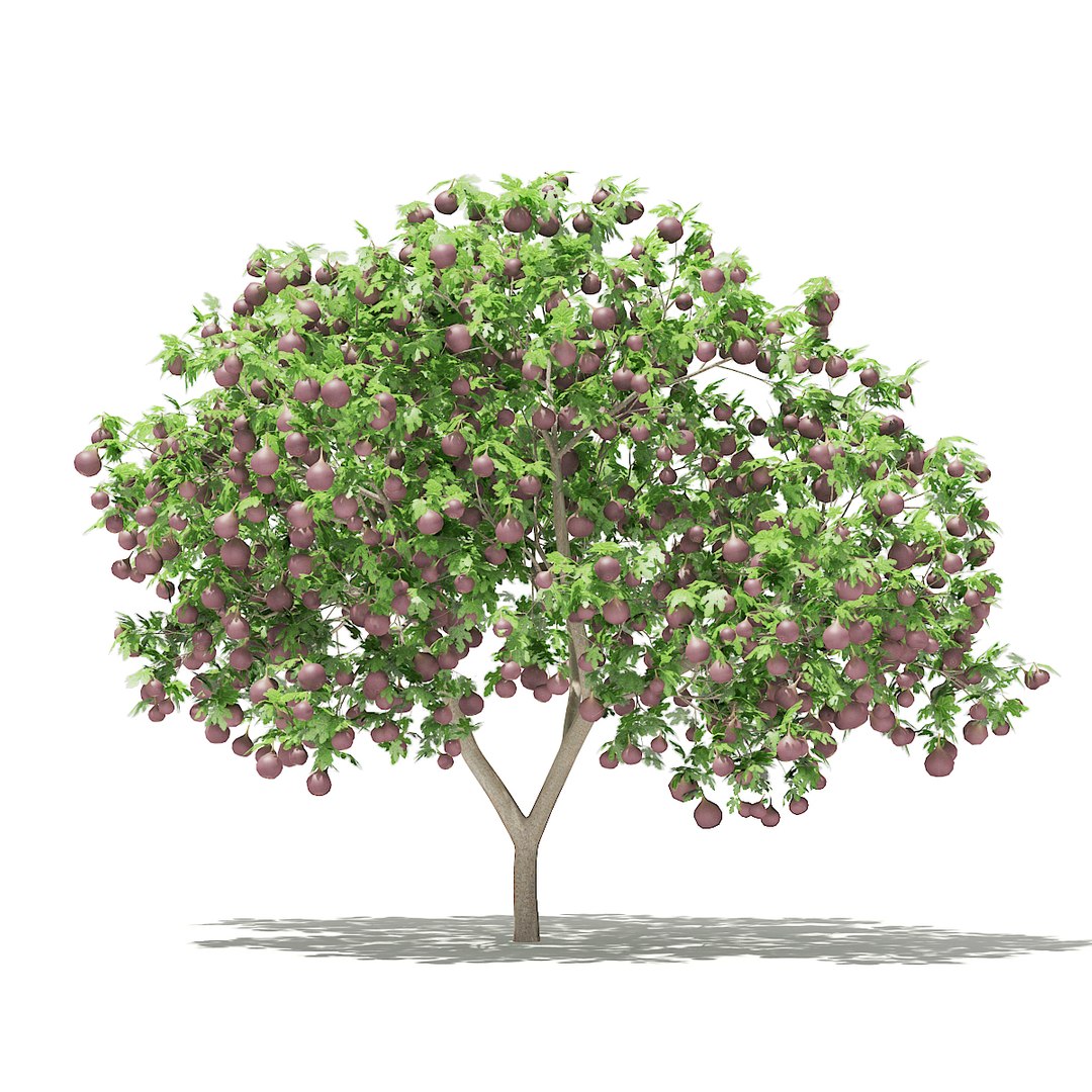 Common Fig Tree Fruits 3D Model - TurboSquid 1305723