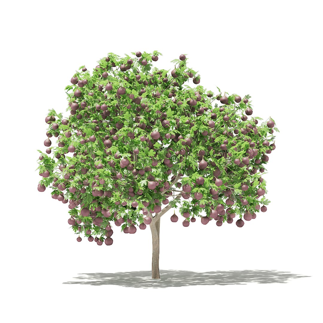 Common Fig Tree Fruits 3D Model - TurboSquid 1305723