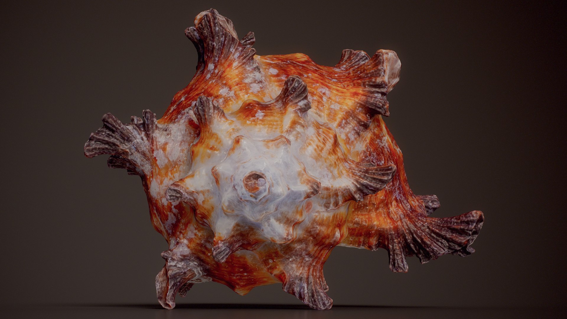 3D Lace Murex Chicoreus Dilectus Shell 24 - TurboSquid 2507215