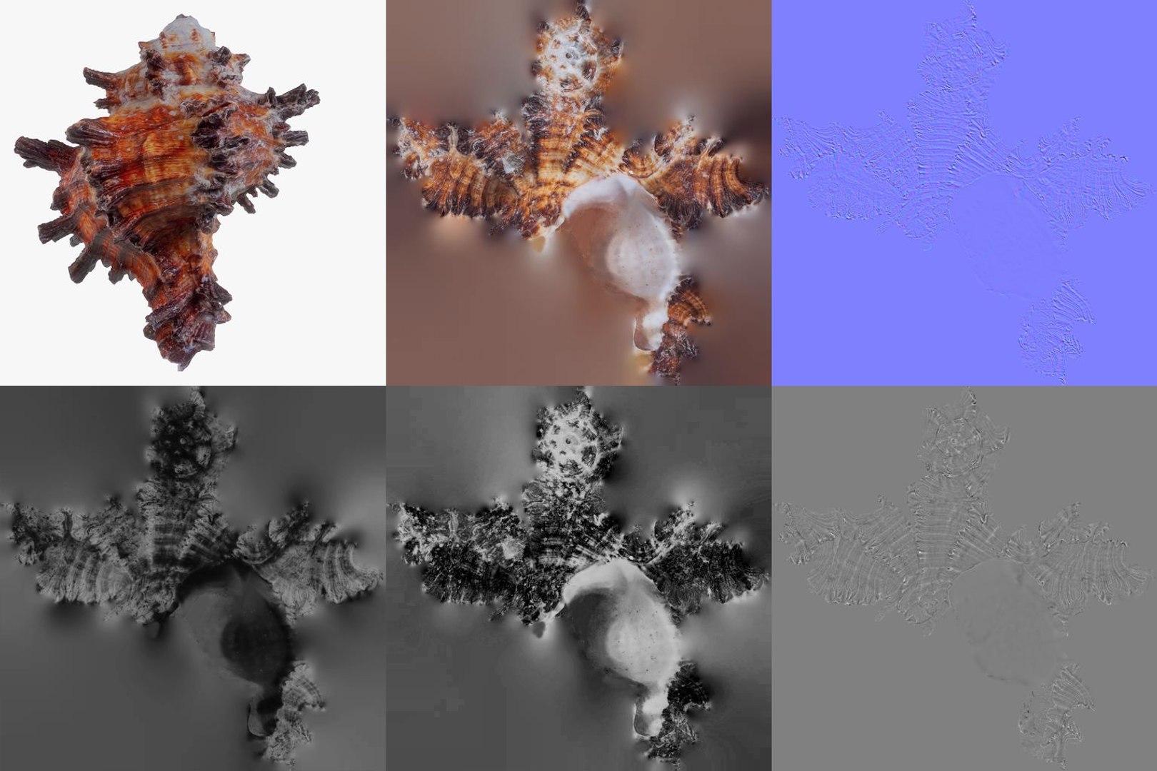 3D Lace Murex Chicoreus Dilectus Shell 24 - TurboSquid 2507215