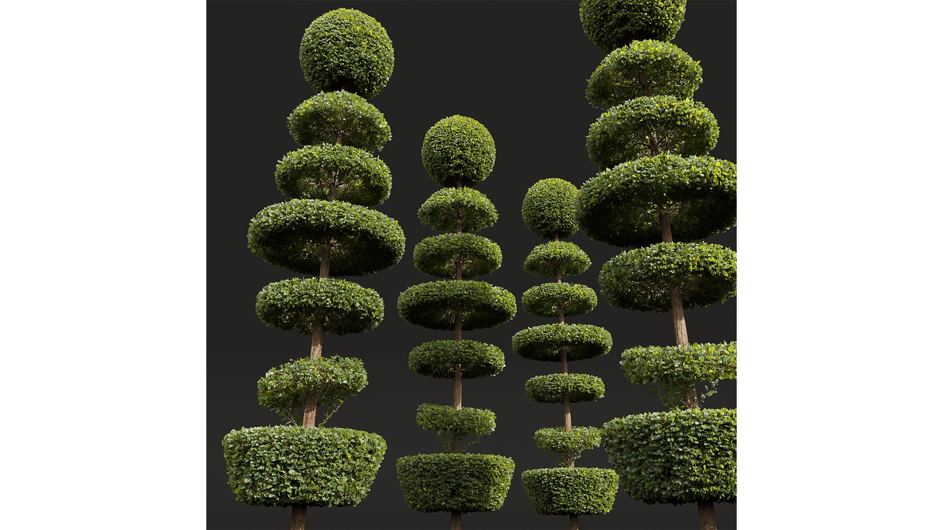 New Plant Ficus Concinna Bonsai Pruned13 Model - TurboSquid 2204698