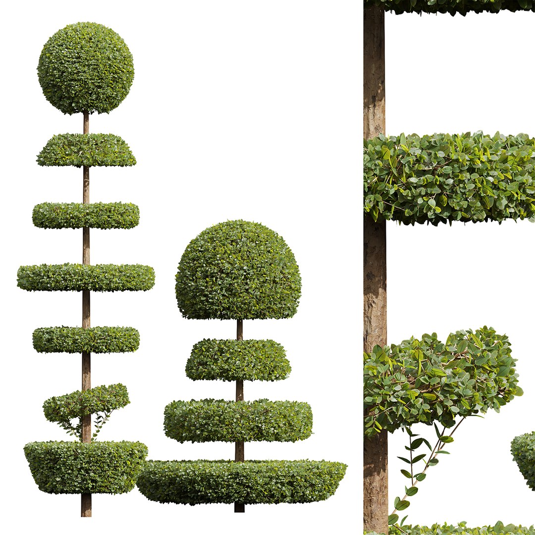 New Plant Ficus Concinna Bonsai Pruned13 Model - TurboSquid 2204698