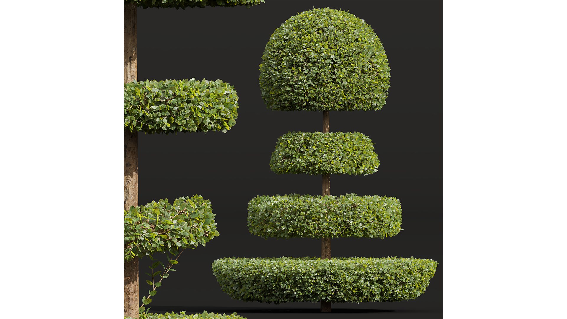 New Plant Ficus Concinna Bonsai Pruned13 Model - TurboSquid 2204698