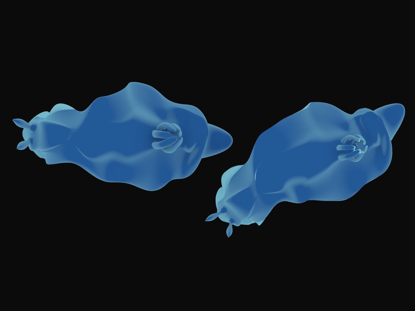 Sea Slug 3D - TurboSquid 1994281