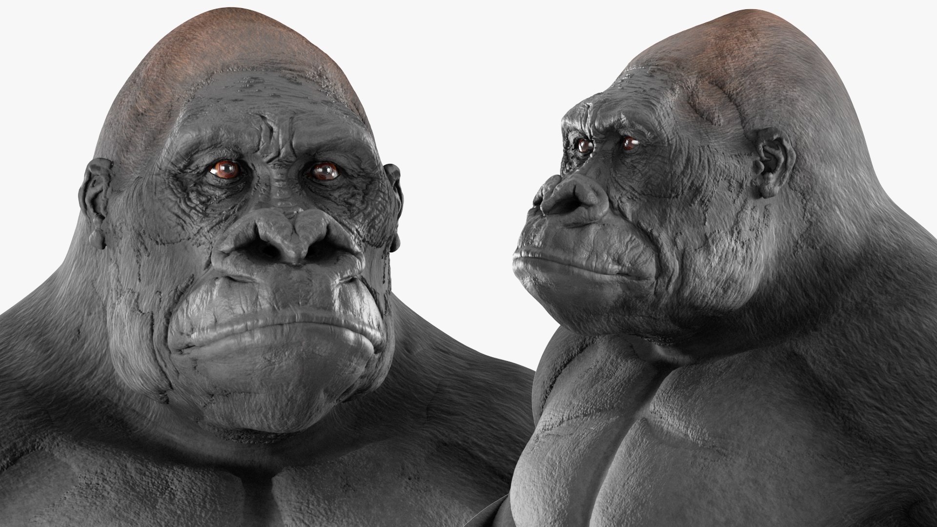 3D Roaring Gorilla Animated Rigged - TurboSquid 2295576