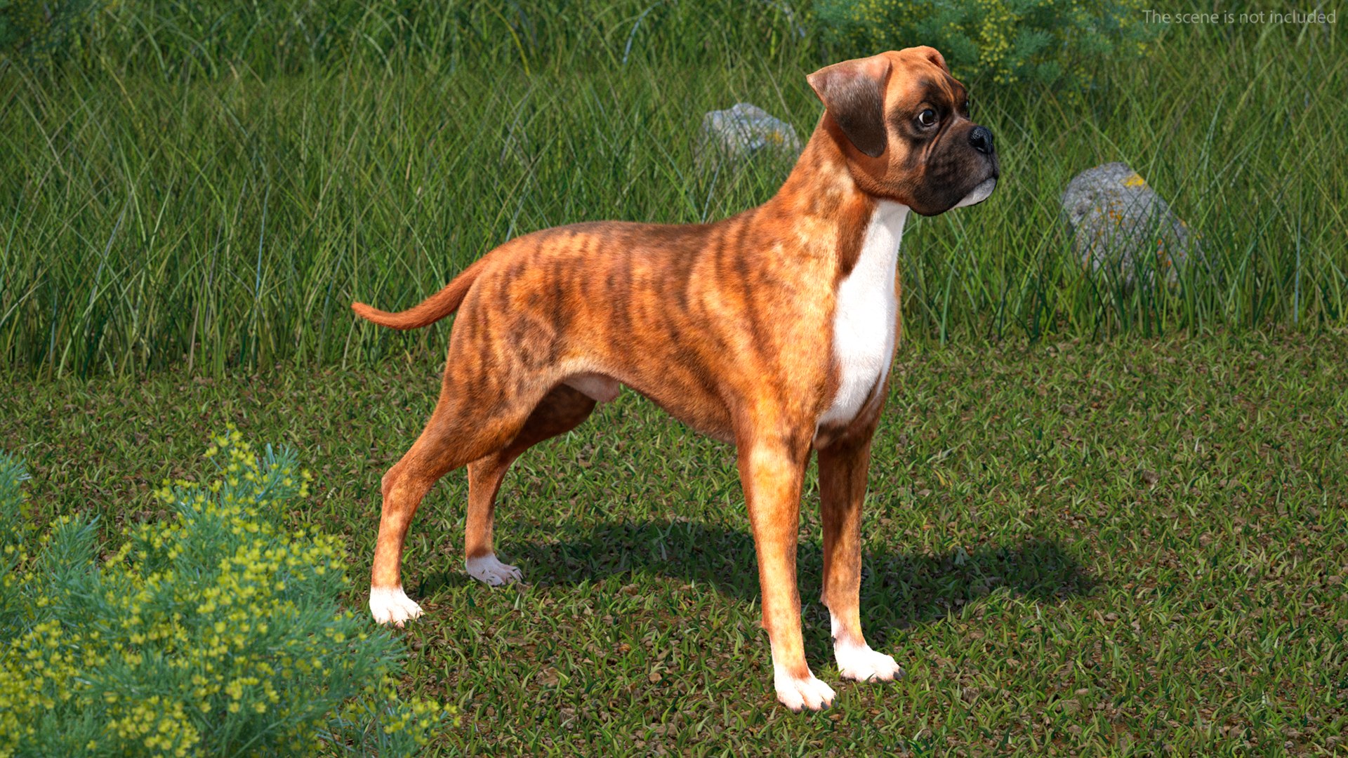 3D Model Boxer Dog Tiger Colored Fur Rigged - TurboSquid 2250553