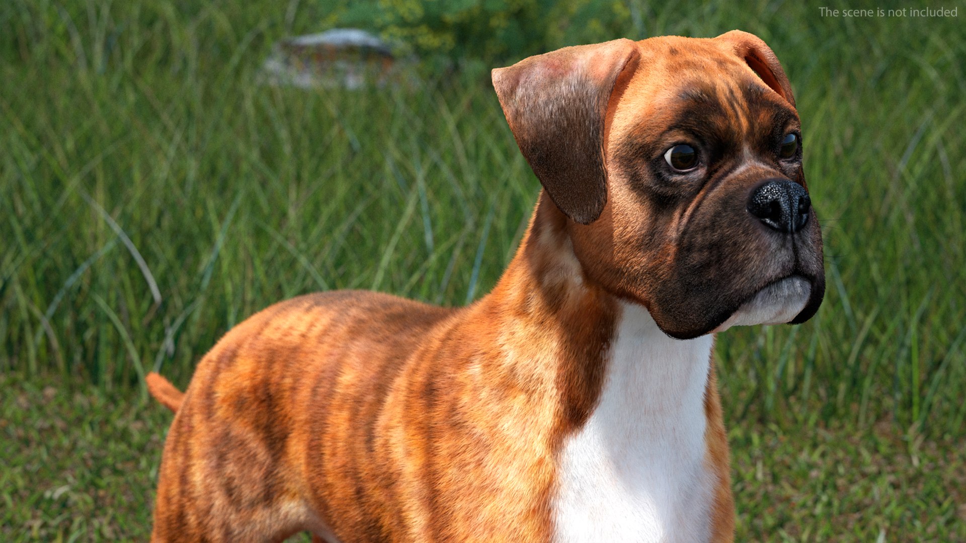 3D Model Boxer Dog Tiger Colored Fur Rigged - TurboSquid 2250553