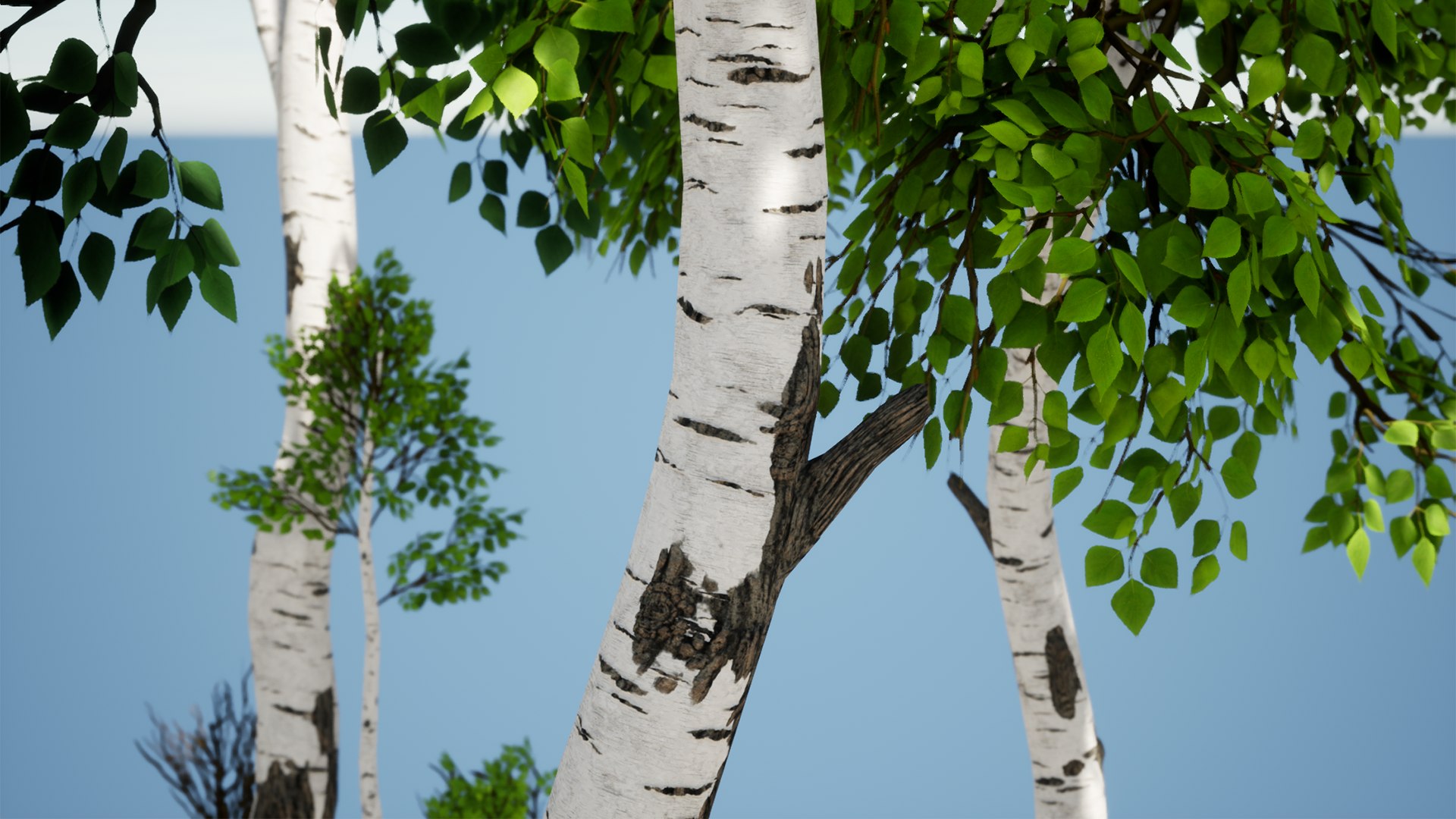 Birches Pack 3D Model - TurboSquid 1805567