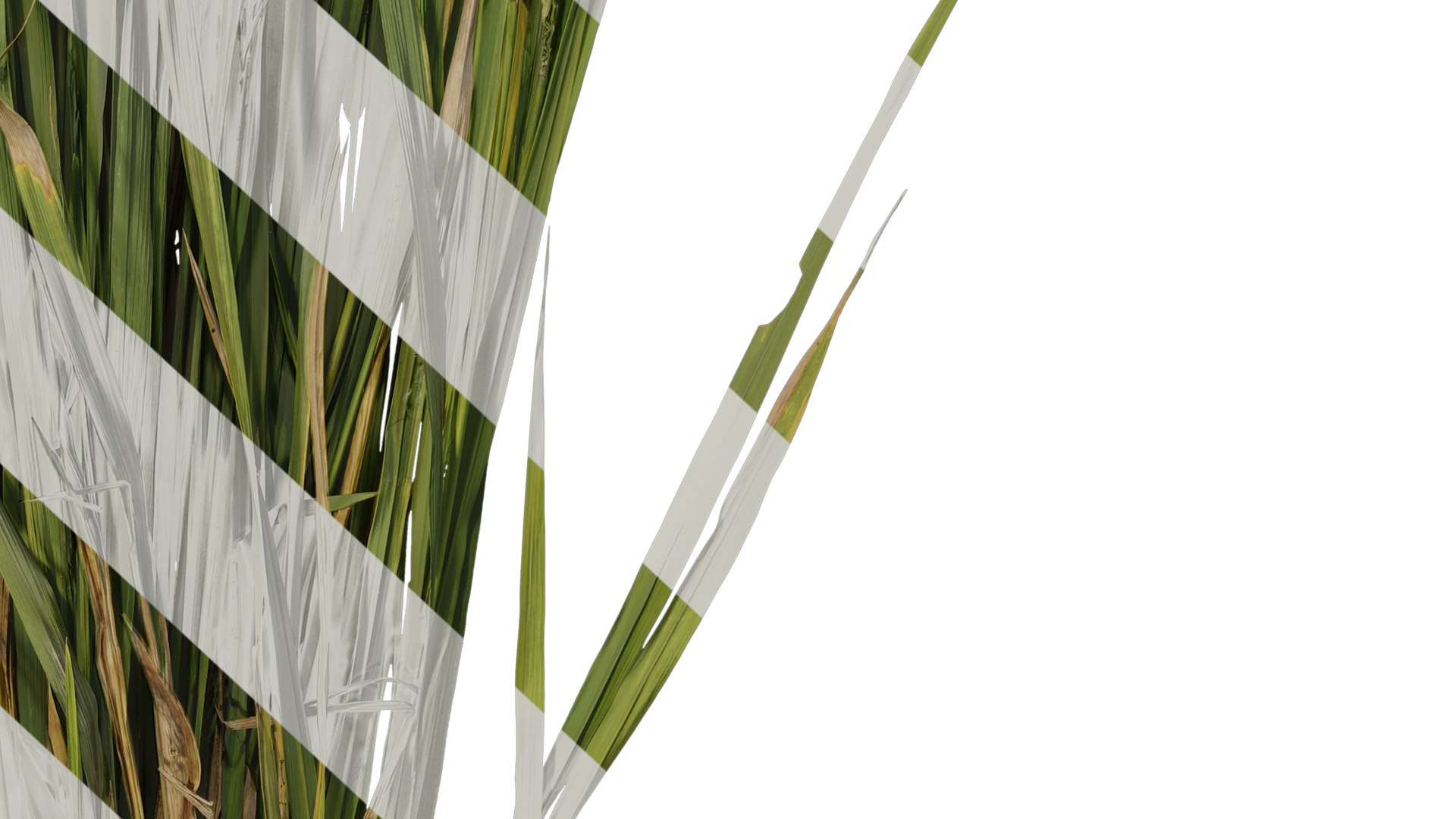 Anydrafts Oryza Sativa Atlas 03 Textures Model - TurboSquid 2349811