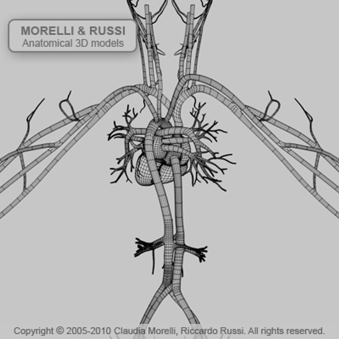Morelli Circulatory Heart 3d Model