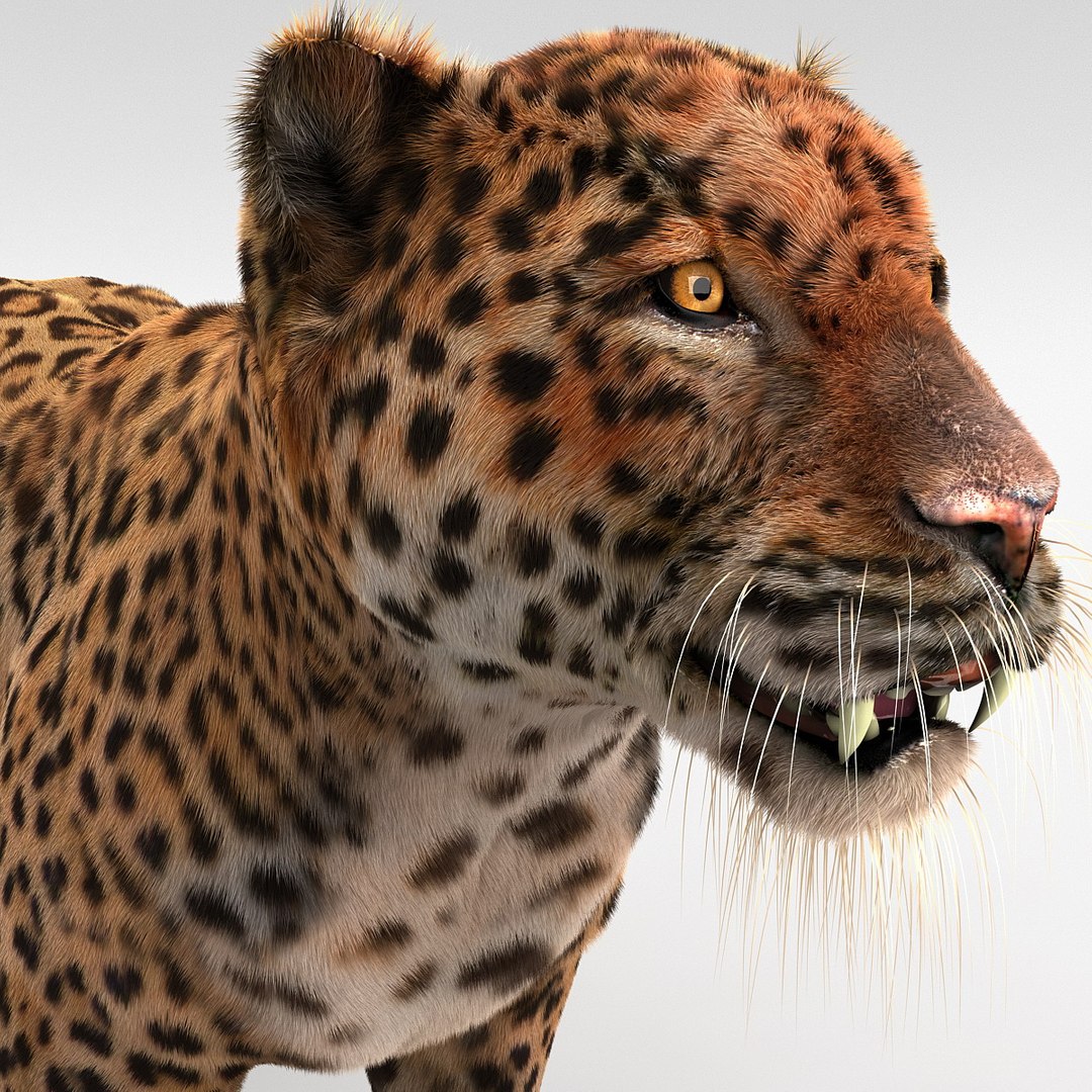 fur jag 3d model