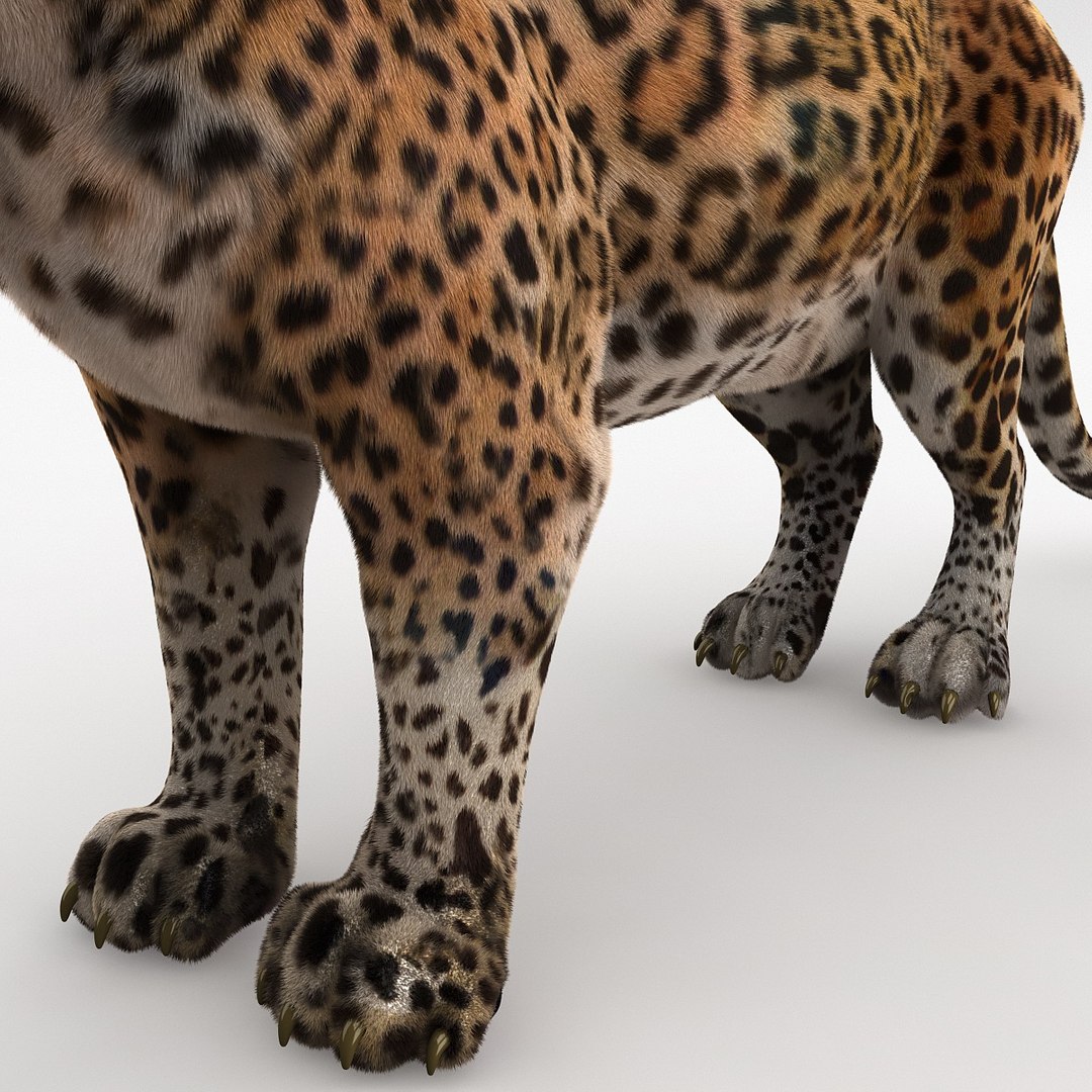 fur jag 3d model