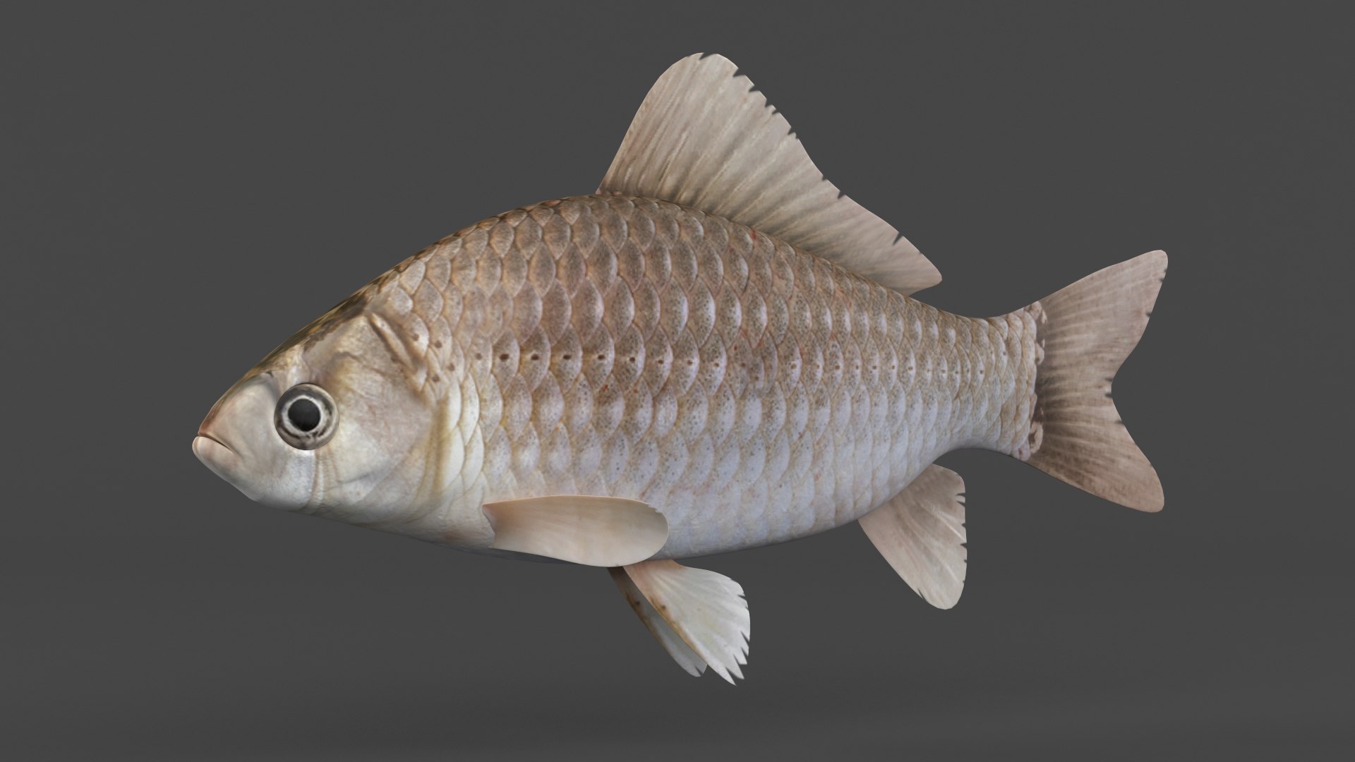 Carp Fish 3D - TurboSquid 2190330