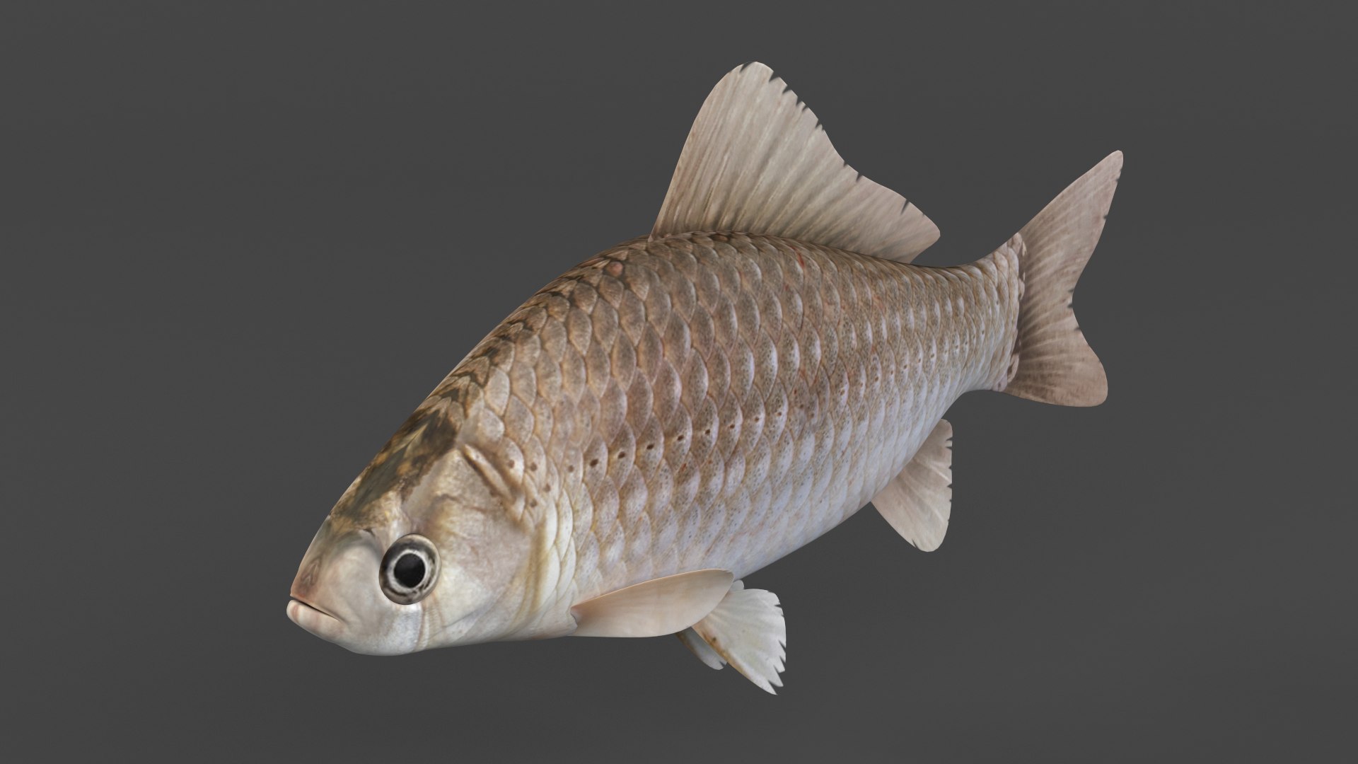 Carp Fish 3D - TurboSquid 2190330