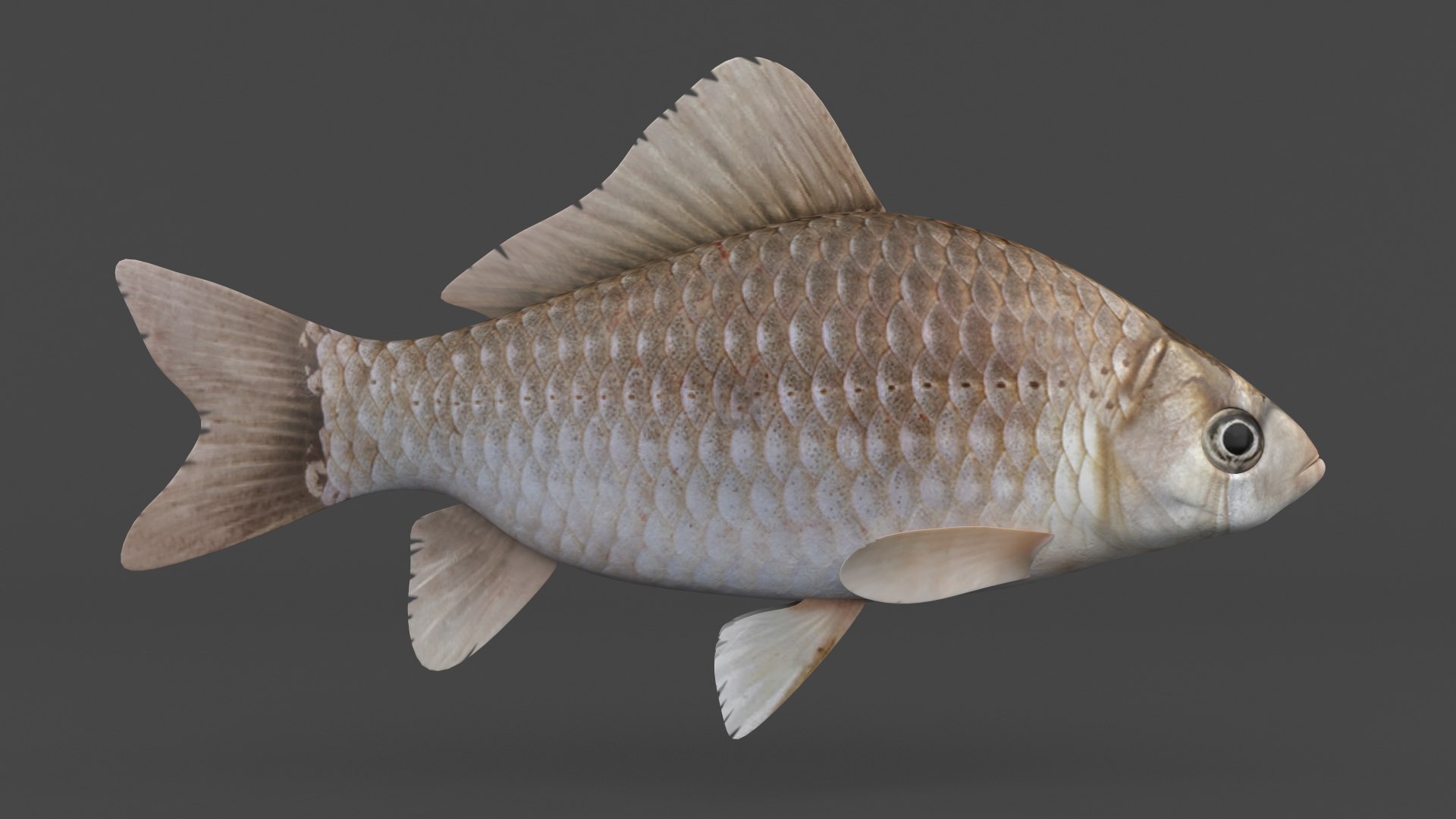 Carp Fish 3D - TurboSquid 2190330