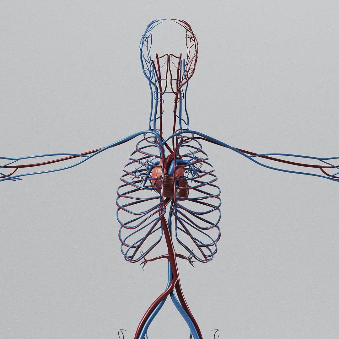 3d Model Human Circulatory - Internal Anatomy