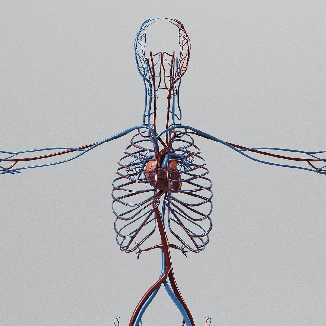 3d model human circulatory - internal anatomy