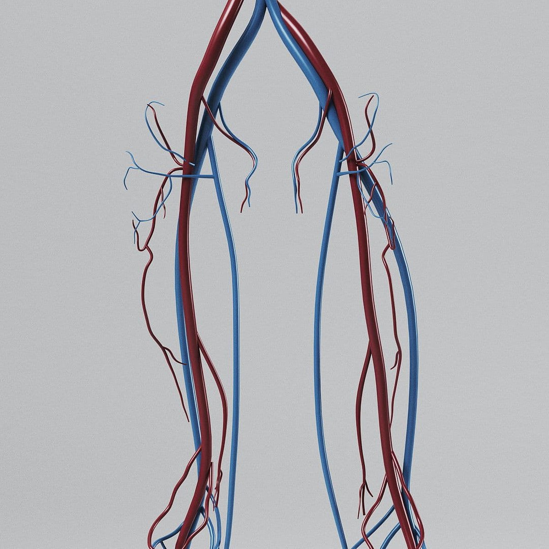 3d model human circulatory - internal anatomy