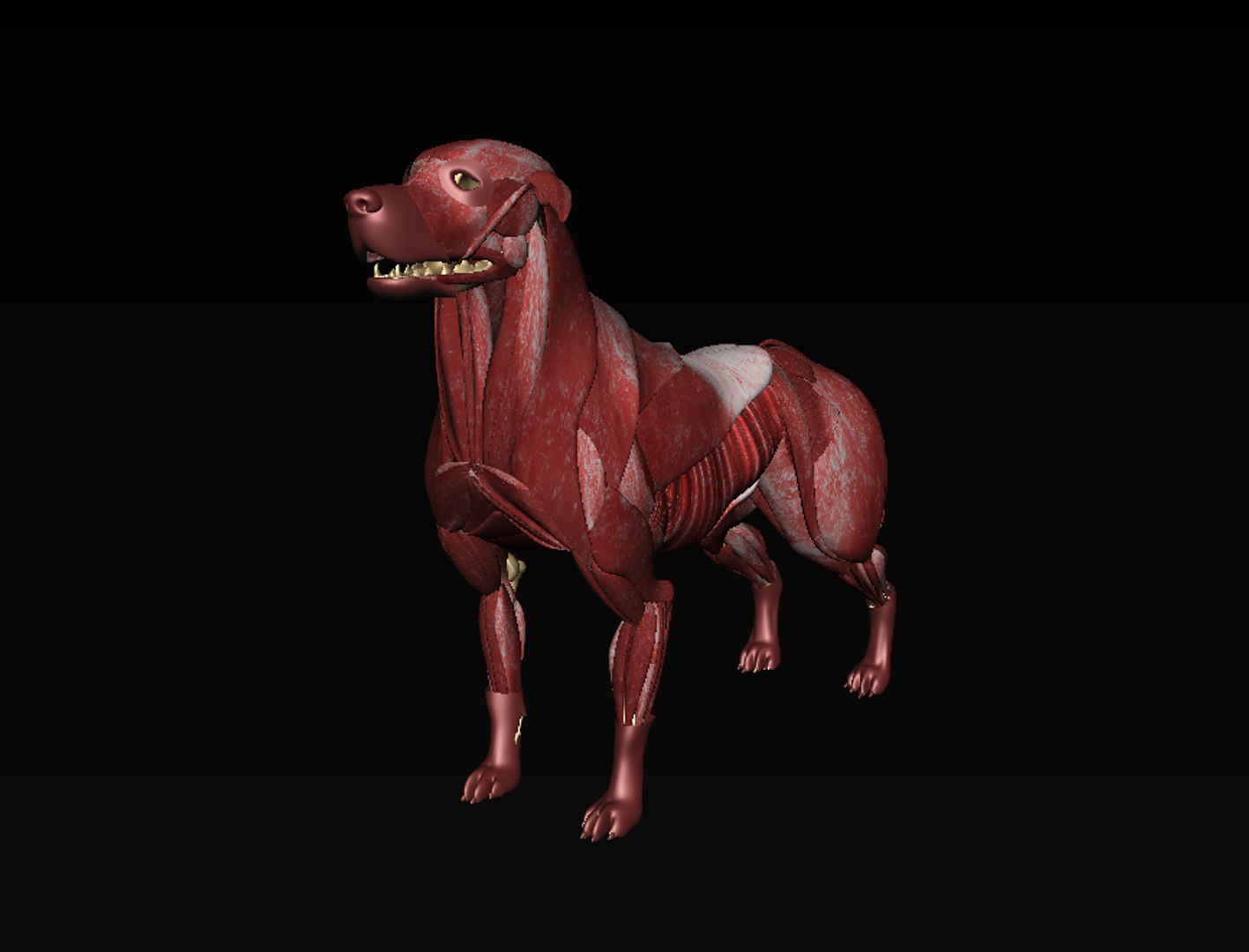 3D Dog Muscle Model - TurboSquid 1215738
